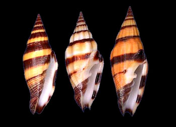 涡螺总科 Volutacea 蓝色动物学（中国动物学科普）